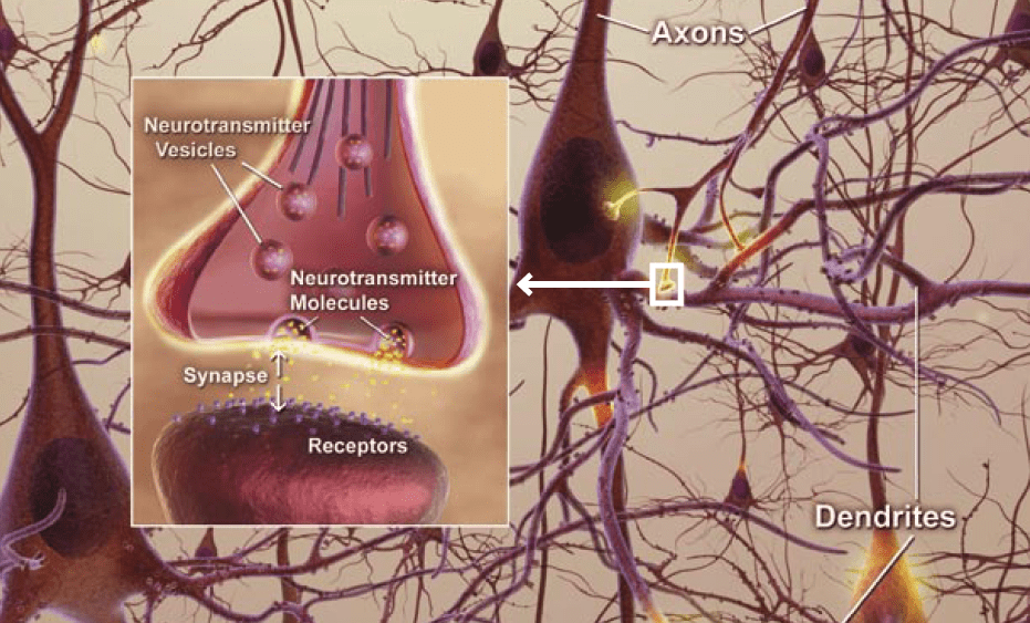Tomorrow Edition - Interview with Musician and Neuroscientist Prof ...